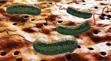 EUROPA PONE EL FOCO EN LA EXPANSIÓN DE LA BACTERIA ‘COMECARNE’ - PressReader