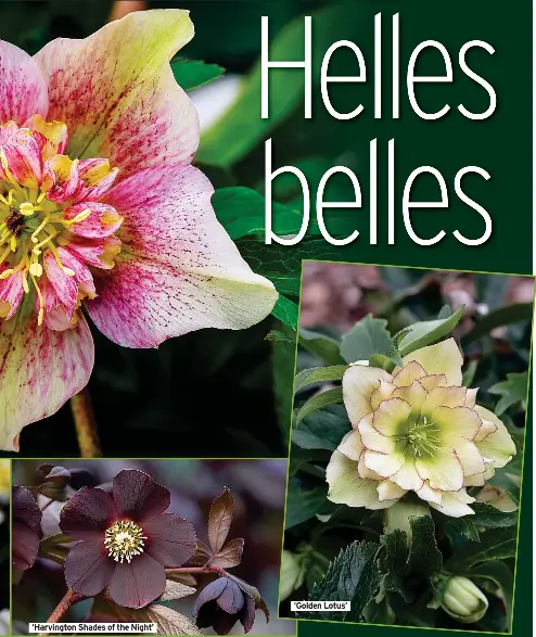 Helles belles - PressReader