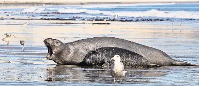 Una foca macho salva rápido a su cachorro - PressReader