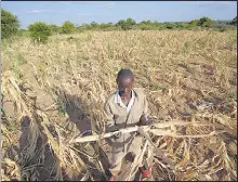 Extreme drought in southern Africa leaves millions hungry - PressReader