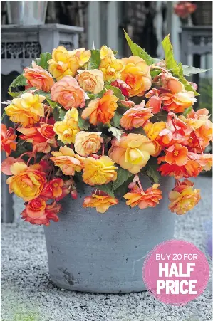 Begonia Splendide ‘Apricot Cascades’ - PressReader