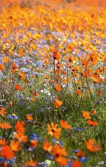 NATURAL WONDERS - PressReader