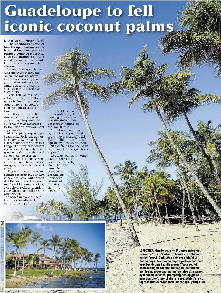 Guadeloupe to fell iconic coconut palms - PressReader