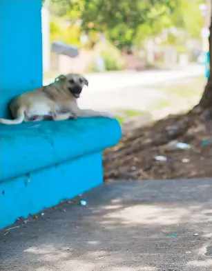 300,000 perros realengos - PressReader