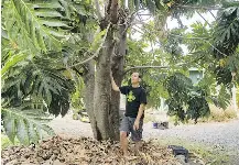 After the wildfires, a chance to restore ulu trees, rooted deeply in ...