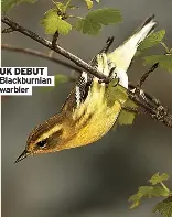 Twitch way to go for exotic visitors? - PressReader