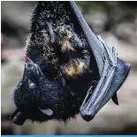 Australian man dies from ‘extremely rare’ bat bite virus - PressReader