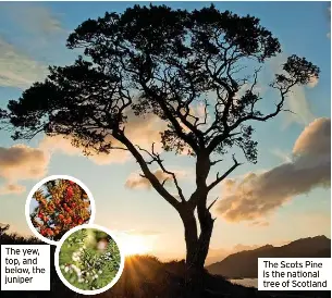 Family tree of festive favourites - PressReader