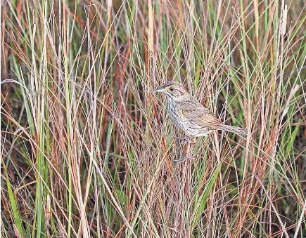 Protecting an endangered sparrow means flooding, Lake O discharges ...