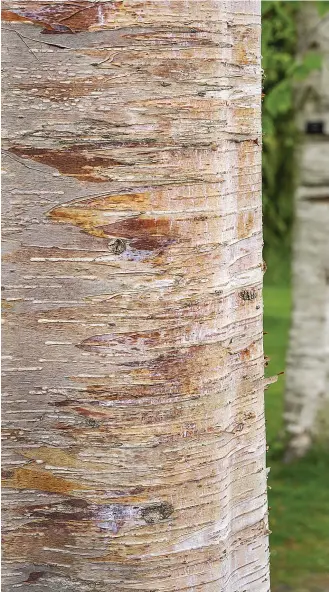 IN THE GARDEN Silver lining - PressReader