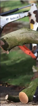 Famous trees felled by storm - PressReader