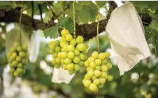 Sour grapes: Japan ba les to protect premium fruits - PressReader