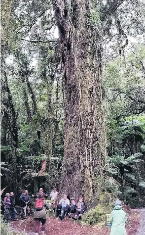 Track to view giant tree open - PressReader