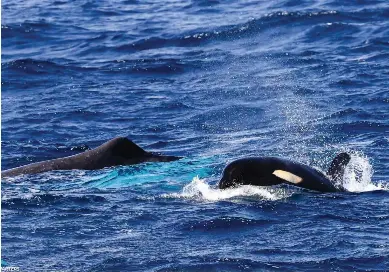 Sperm whales poo on attacking orcas - PressReader