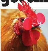 My chicken’s got chic specs - PressReader
