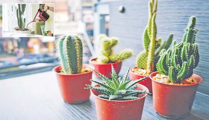 How to grow and care for indoor cactus - PressReader