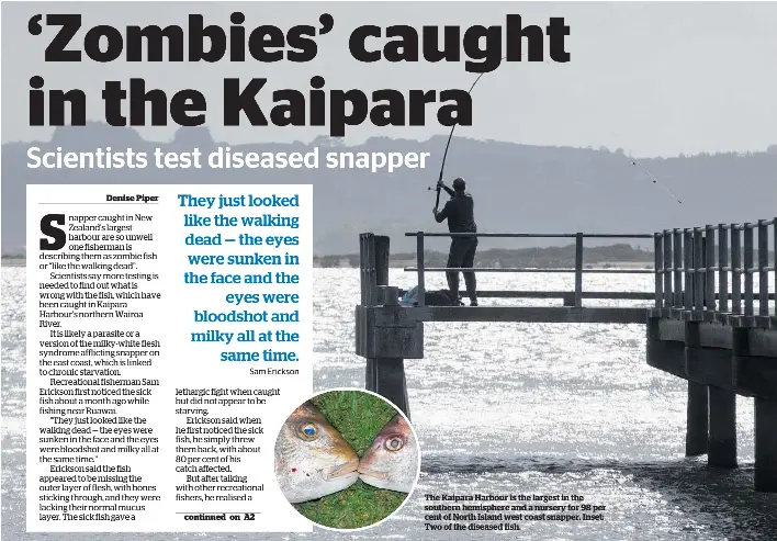‘Zombies’ caught in the Kaipara - PressReader