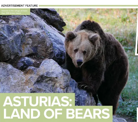 ASTURIAS: LAND OF BEARS - PressReader