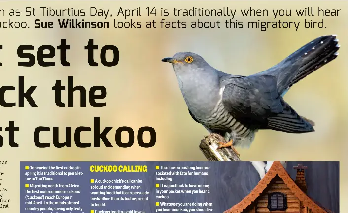Get set to clock the first cuckoo - PressReader