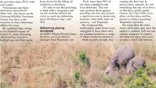 Rhino dehorning to tackle spike in poaching incidents - PressReader