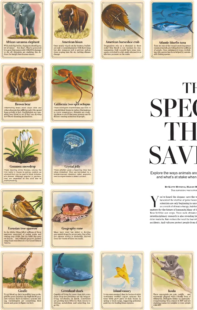 First, the frogs died. Then people got sick. - PressReader