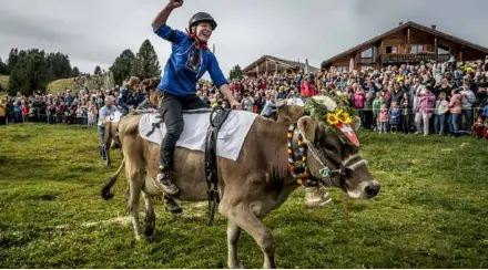 Women jockeys saddle up for Swiss Cow Grand Prix - PressReader