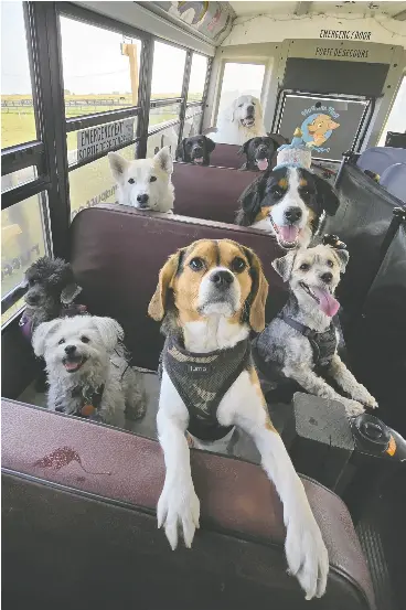 PAWSITIVE THINKING INSPIRES MILLIONS - PressReader