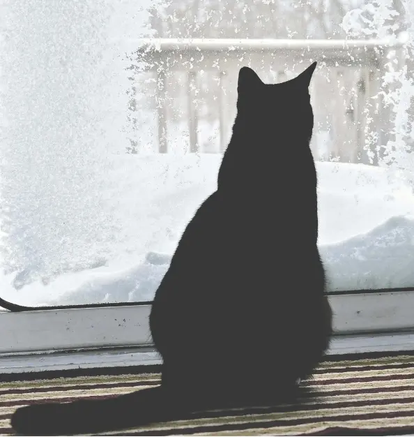 WINTER DAY BRINGS STRANGE VISITORS - PressReader