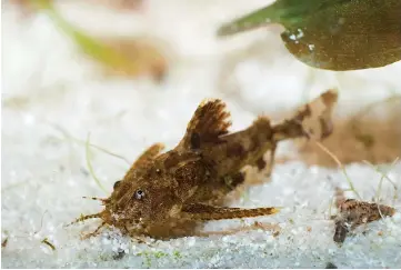 What unusual fish can I keep in this tank? - PressReader