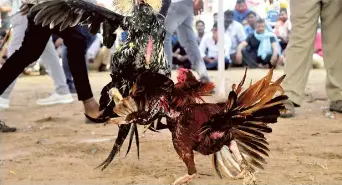 Ban goes unheeded as rooster fights get huge patronage - PressReader