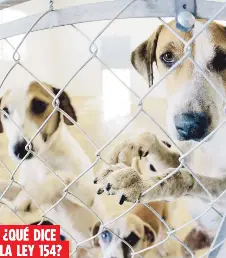 ALCALDES DEL PPD HACEN FRENTE AL ABANDONO DE ANIMALES - PressReader
