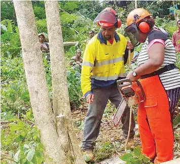 Learn How to Harvest Trees - PressReader