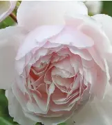 SPRING REACH NURSERY - PressReader