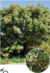 Witpeer - PressReader