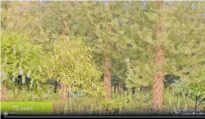 ‘Permanent forests' will leave huge carbon liability - PressReader