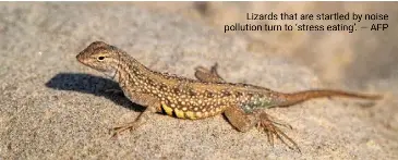 Case of the startled lizard - PressReader