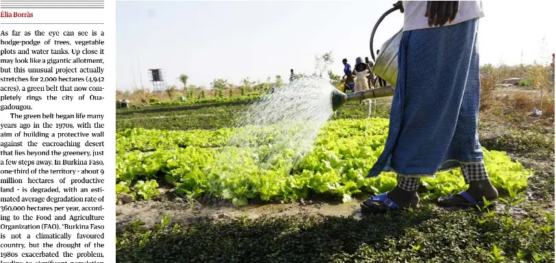 ‘We water, rest, water’: the green belt of vegetable plots cooling a city - PressReader