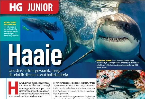 Als wat jy wil weet oor haaie - PressReader