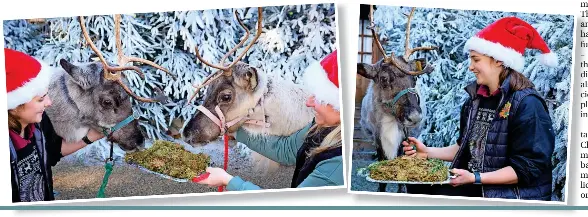 Rein in the carrots – it’s moss and lichen that Rudolph wants EXPERT ...