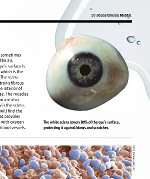 The eye is full of jelly - PressReader