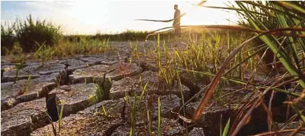 Faktor cuaca, penyakit punca beras putih tempatan kurang - PressReader