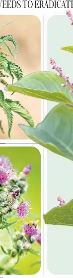 The war on weeds – the ultimate guide to getting rid of them for good - PressReader