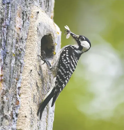 AN IMPERILLED BIRD AT THE HEART OF AN AMBITIOUS PLAN - PressReader