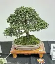Bonsai society to honour founders during November - PressReader