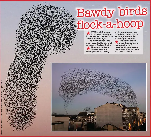 Bawdy birds flock-a-hoop - PressReader