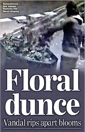 Floral dunce - PressReader