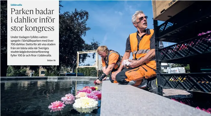 Parken badar i dahlior inför stor kongress - PressReader