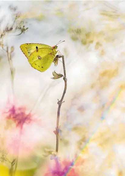 Close up on all things bright and beautiful - PressReader