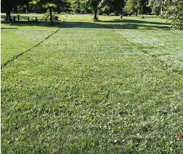 Keep up with the mowing ... and the weed growth - PressReader