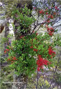 As it does not seem to care about where it grows, the green mistletoe ...